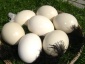 Jaja strusie – Jaja Lublin Chełm Zamość i Adamów